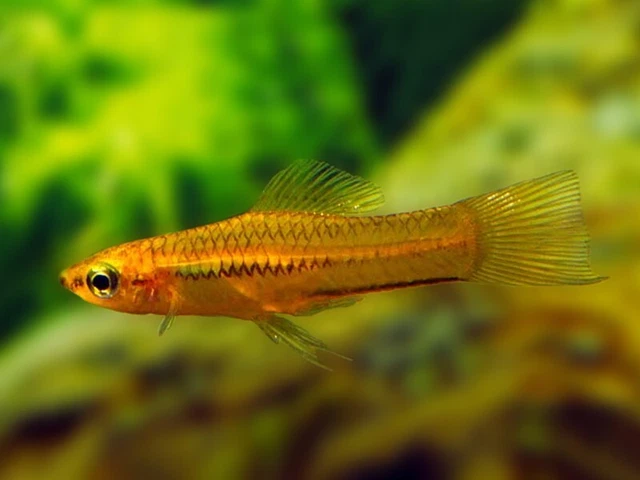 10 (TEN) X Pygmy Swordtails | Xiphophorus Pygmaeus | Livebearer £140.00 ...