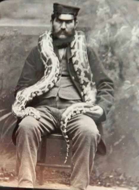 BURMESE PYTHON Victorian Photograph circa1880 + Zoo Keeper SNAKE ...