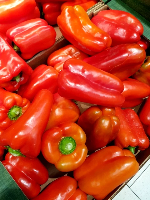 SPANISH GIANT RED Pepper 30+ Fresh Seeds. 29/06/24 £3.48 - PicClick UK