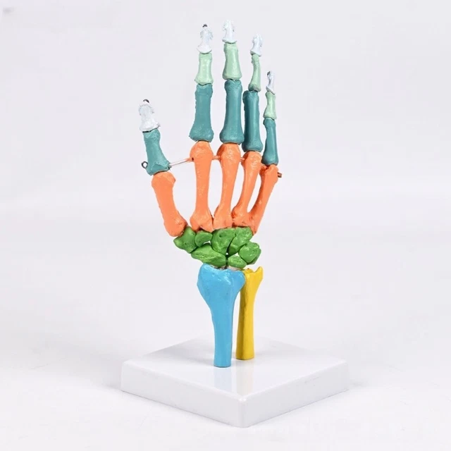 COLORED HUMAN HAND Bone Anatomy Model Life Size Anatomical Hand Bone ...