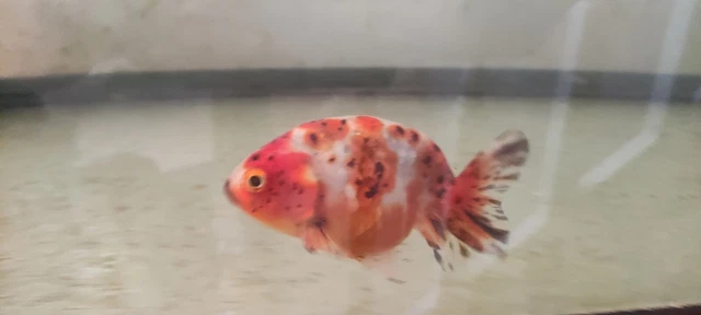 HQ CALICO LIONHEAD Ranchu Goldfish 10cm £35.00 - PicClick UK