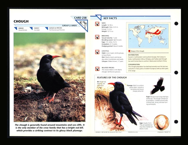 CHOUGH WILD LIFE Fact File Bird Animal Card Home School Study 2.238 $3. ...