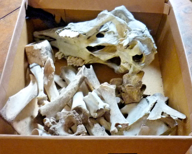 NATUR TIER KNOCHEN Hexen Druiden Larp Mittelalter Gothic Basteln Deco ...