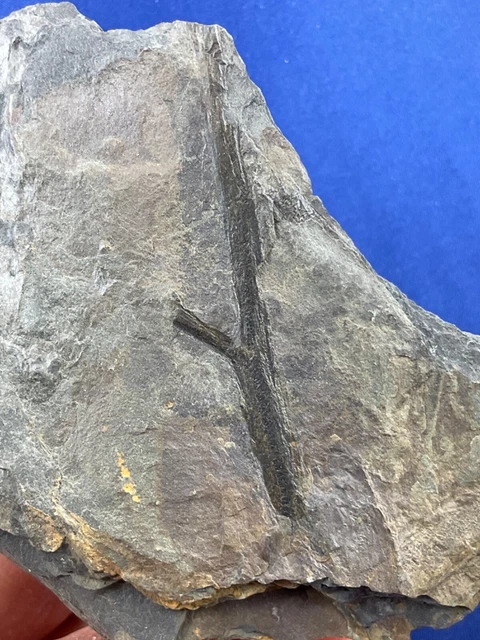 DEVONIAN GOSSLINGIA BRECONENSIS, plant fossil, Urfarn, Rhine, Fossilien ...