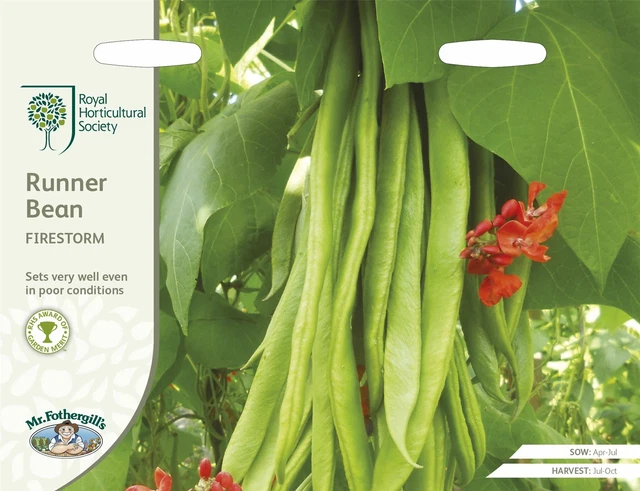 MR FOTHERGILLS - Vegetable - RHS Runner Bean Firestorm - 40 Seeds £4.79 ...