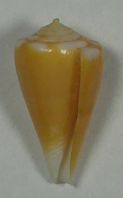 CONUS SAZANKA 19.78MM BEAUTIFUL RARE SPECIMEN Panglao, Bohol ...