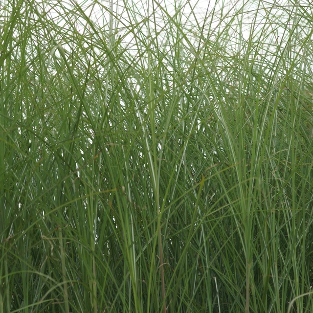 FINE SLEEVED CHINESE Reed Miscanthus Sinensis 'Gracillimus' Hardy ...