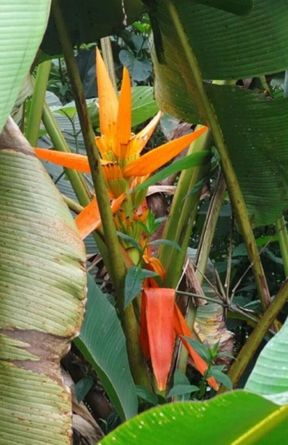 5 SEMI DI Musa Aurantiaca - Fiori Arancio +Omaggio+Spedizione Gratuita ...