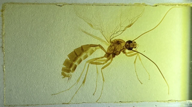 FINE ANTIQUE MICROSCOPE Slide. Showing Entire Ichneumon Fly (wasp). By ...