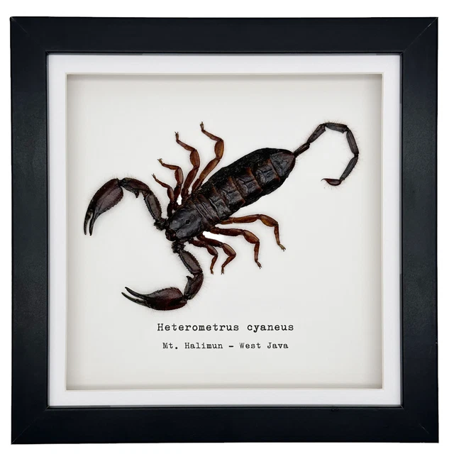 GIANT FOREST SCORPION Frame Heterometrus cyaneus Shadow Box Entomology ...