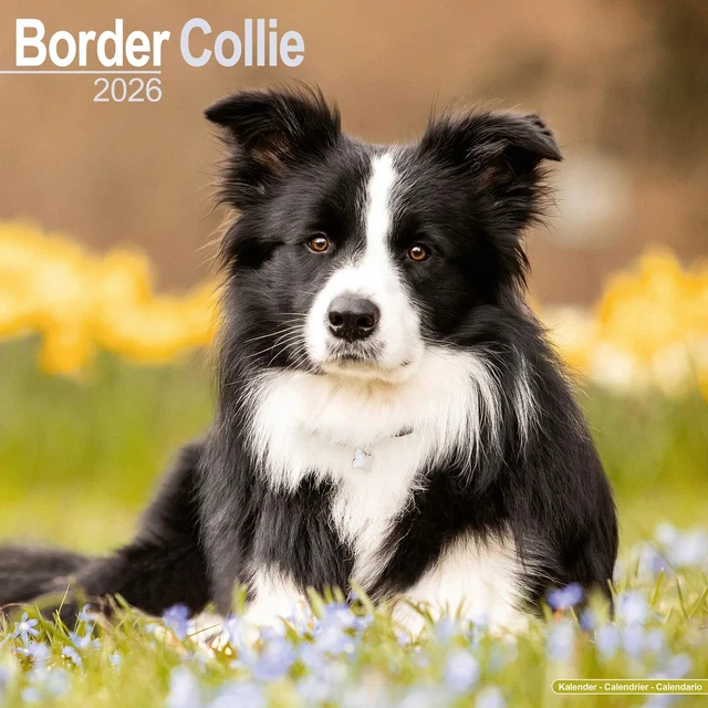 CALENDRIER 2026 - BORDER COLLIE EUR 15,90 - PicClick FR