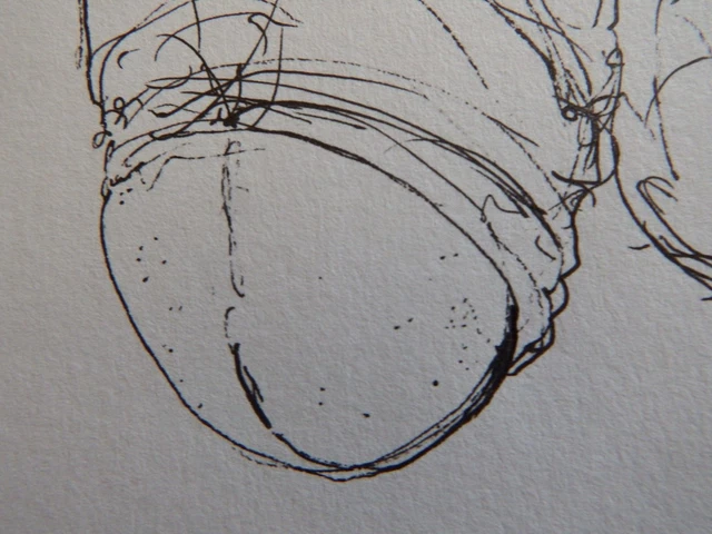 ORIGINAL PEN & Ink Line Sketch Anatomical Drawing of Male Phallus ...