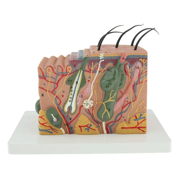 35XENLARGED SIMULATION ANATOMICAL Anatomy of The Human Skin Block Model ...