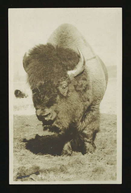 BUFFALO - BUFFALO bull in Banff National Park Canada Old Photo EUR 6,67 ...
