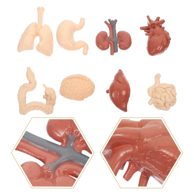 HUMAN INTERNAL ORGANS Model Toys Anatomy Body Parts Child Study Models ...