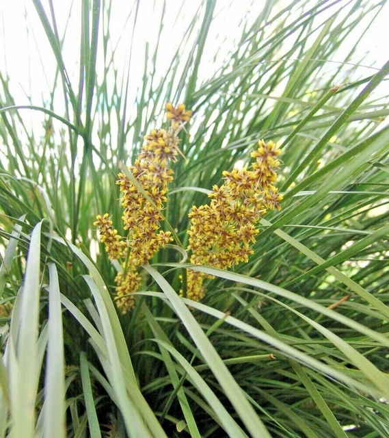30 X LOMANDRA MAT RUSH GRASS SEEDS-BUSH TUCKER-STYLISH LANDSCAPE GARDEN ...