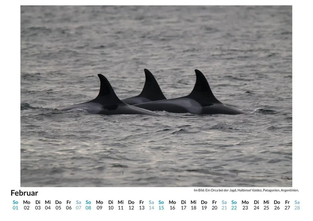 ORCAS AUF ROBBENJAGD Eva Krause Kalender Deutsch 2026 FlipFlop EAN ...