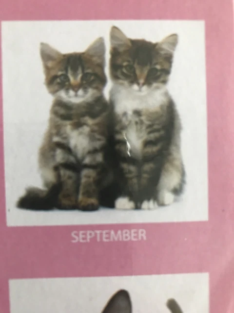 MAKE POSTERS OF Kittens From 2020 Calendar £1.99 - PicClick UK