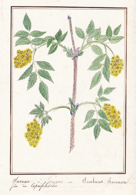 SAMBUCUS RACEMOSA HOLUNDER Fleur Botany Aquarelle Drawing 1830 EUR 36 ...