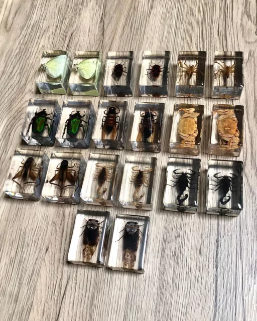 SMALL REAL BUGS / Insects In Clear Acrylic Block Resin Paperweight ...