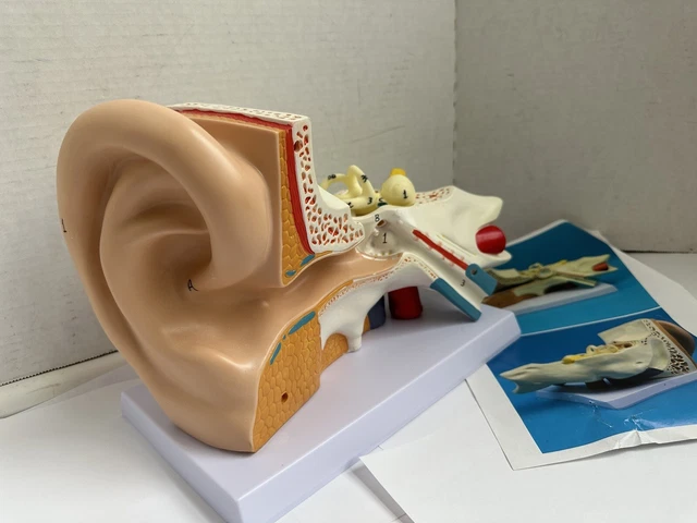 Ear Outer Anatomy