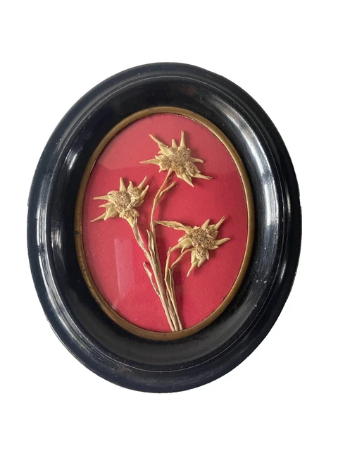 EDELWEISS SÉCHÉ DANS CADRE OVALE NAPOLEON III , HERBIER ,XIX e ANCIEN ...