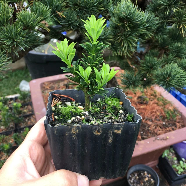 ‘RARE’ PEARL PODOCARPUS Macrophyllus Seedling Bonsai Tree 3 Years Old ...
