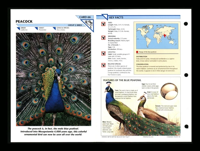 PEACOCK WILD LIFE Fact File Bird Animal Card Home School Study 2.66 $3. ...