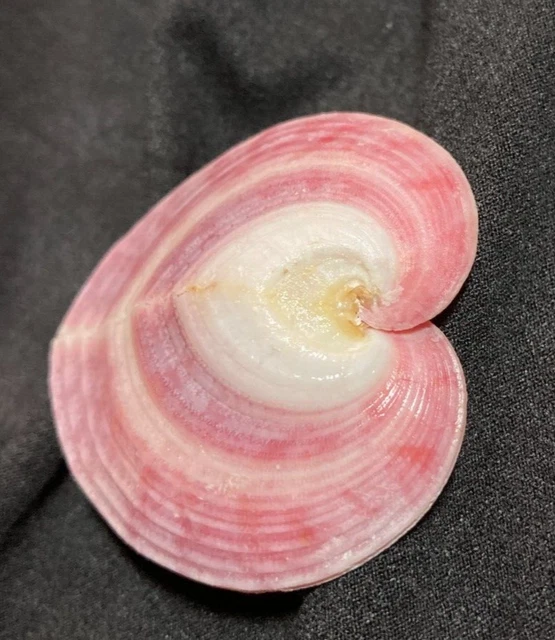 CARDIIDAE CORCULUM KIRAI 50.70mm Cebu Philippines - Rare Specimen $39.94 - PicClick CA