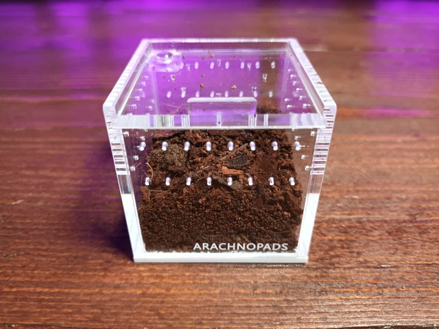 LUXURY TARANTULA SPIDERLING Enclosure With Sliding Roof (5cmx5cmx5cm) £ ...