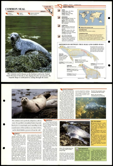 COMMON SEAL #65 Mammals Wildlife Fact File Fold-Out Card £1.99 ...