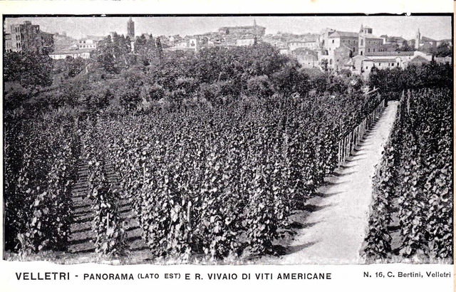 CARTOLINA 1905 VELLETRI (RM). Panorama e Vivaio Viti Americane. Bella ...