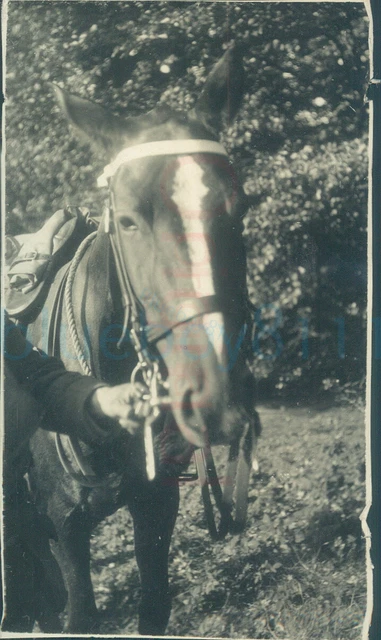 1927 PHOTO BAOR Tier Park Camp A Horse of 43rd Light Infantry 4x2.3" £8 ...