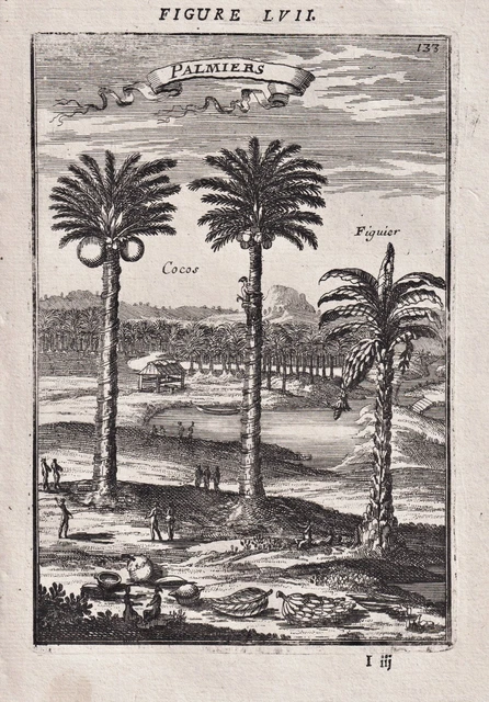 PALMIERS PALM ARBRES Coco Tree Noix de Mallet Gravure sur Cuivre ...