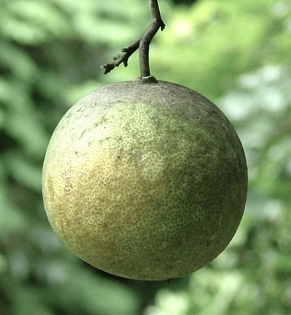 CITRUS × PARADISE WHITE GRAPEFRUIT 60-120cm - - WHITE GRAPEFRUIT PLANT ...