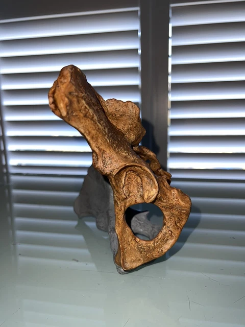 AUSTRALOPITHECUS AFARENSIS, &LUCY&, Articulated Pelvis replica £207.68 ...