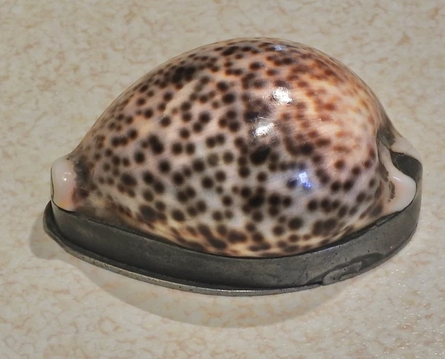 ANTIQUE COWRIE SHELL Snuff Mull with Pewter Mount £78.72 - PicClick UK