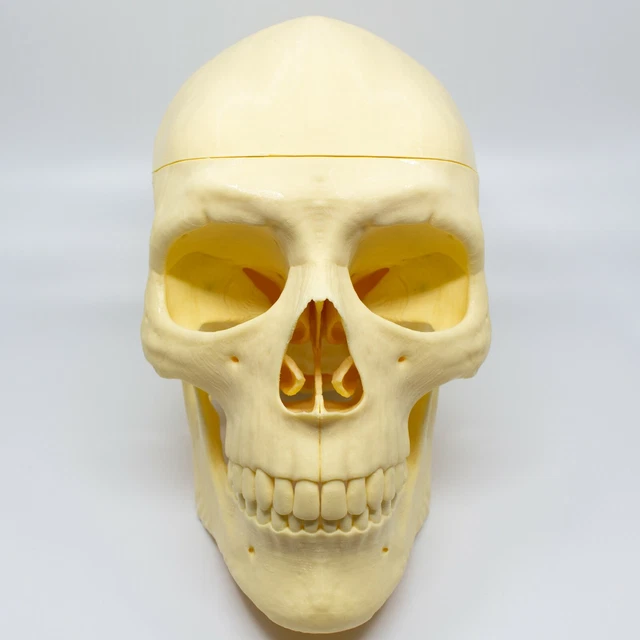 REALISTIC LIFE SIZE anatomical 3D printed model of the human skull EUR ...