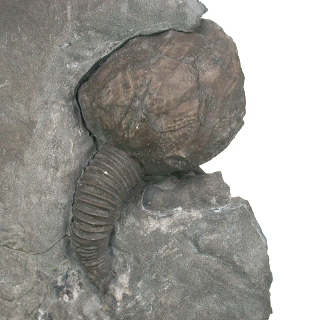 SILUR CALOCYSTITES jewetti Rhombifera Beutelstrahler Middleport USA R10 ...