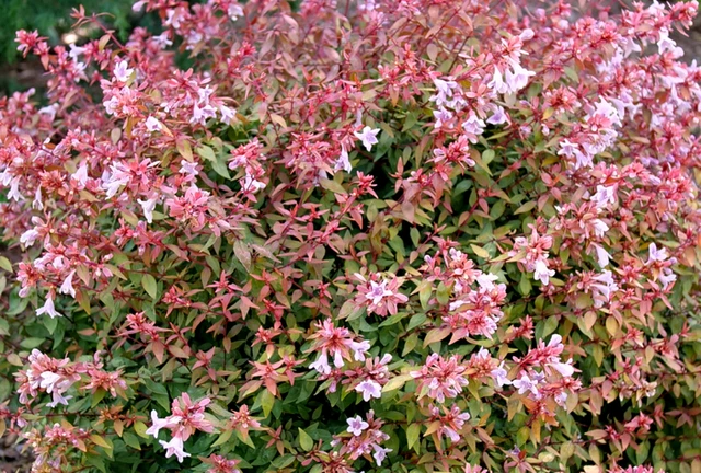 EVERGREEN ABELIA GRANDIFLORA Fully Hardy Flowering Bush Hedge Plant £19 ...