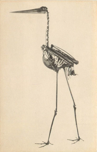 POSTCARD LA BREA Stork Skeleton from La Brea Tar Pits Los Angeles CA ...