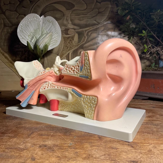 VINTAGE SOMSO EAR educational model medical school anatomical didactic ...