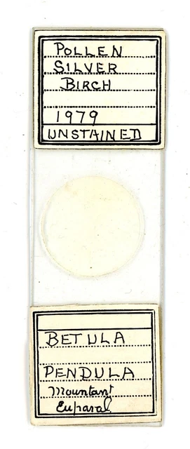 VINTAGE GLASS MICROSCOPE slide Pollen Silver Birch 1979 Unstained ...