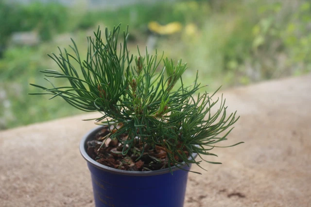 PINUS MUGO PUMILIO Dwarf Mountain Pine Mound Forming Young Plant In 9cm ...