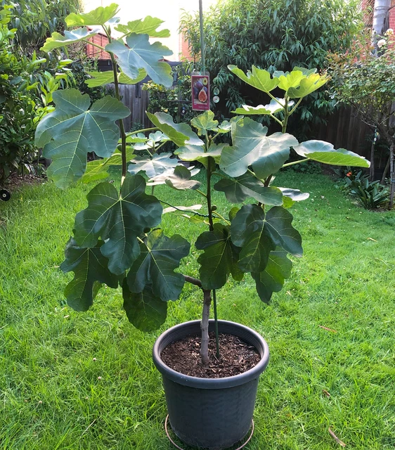 BLACK GENOA FICUS Carica Huge FIG Fruit Trees Fruiting Dwarf Plant ...