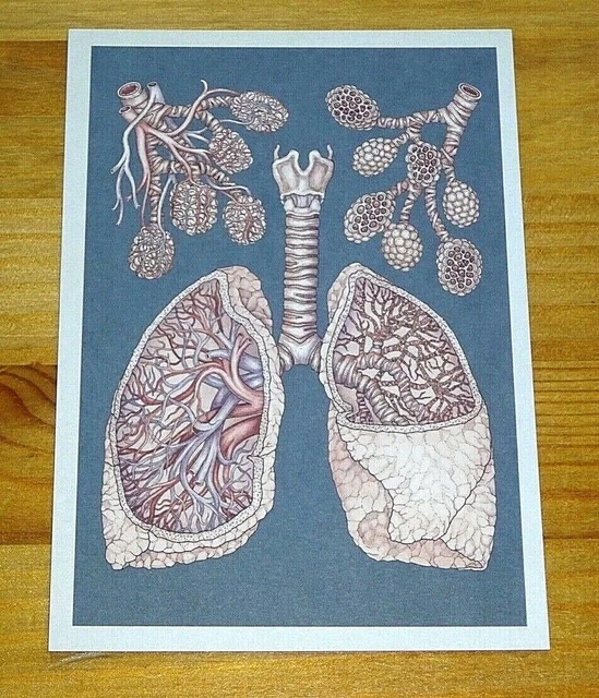 ANATOMICUM POSTCARD - Cross-Section: Alveoli, Lungs, Blood Supply ...