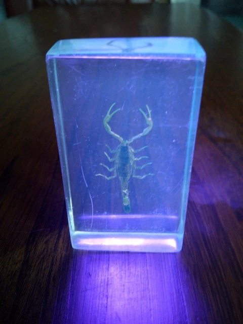 VINTAGE MACABRE GENUINE Scorpion In Lucite Plexiglas Perspex Block £10. ...