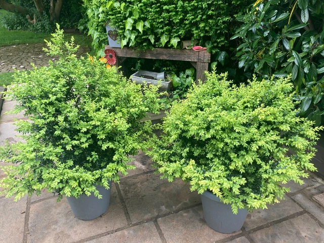 LARGE MATURE POTTED Box (Buxus) Plants/Bushes/Shrubs/Hedging x 2 £22.00 ...