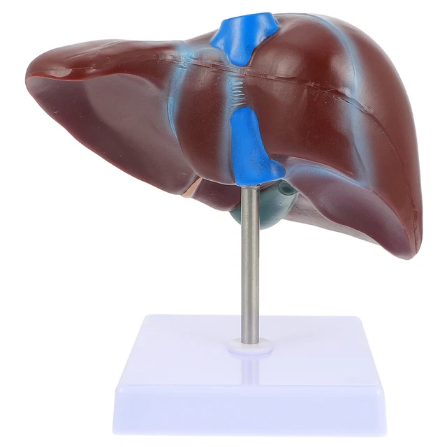 DETACHABLE HUMAN MODEL Toy Liver Anatomy Teaching Child £43.25 ...