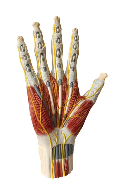 HANDANATOMIE STRUKTUR-MODELL LEBENSGROSSE menschliche Hand Lehrmodell ...